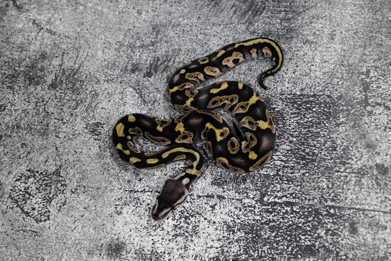 Pastel Wookie YB Poss Calico – REALITY BALL PYTHON