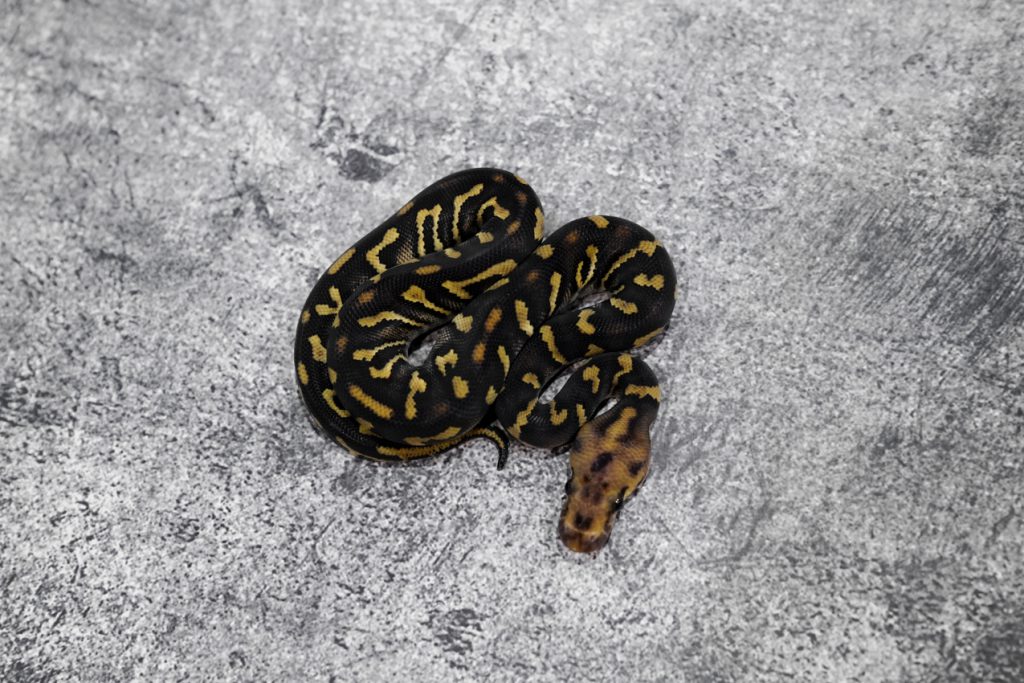 Chocolate Black Pastel Spotnose Red Stripe Clown – REALITY BALL PYTHON