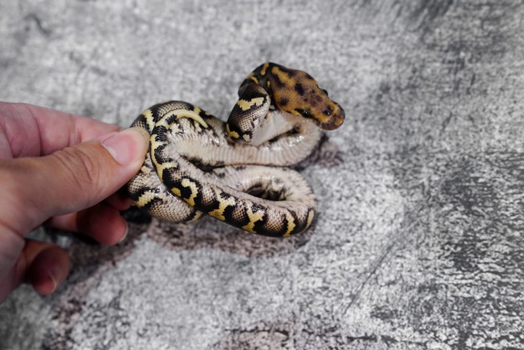 Chocolate Black Pastel Spotnose Red Stripe Clown – REALITY BALL PYTHON