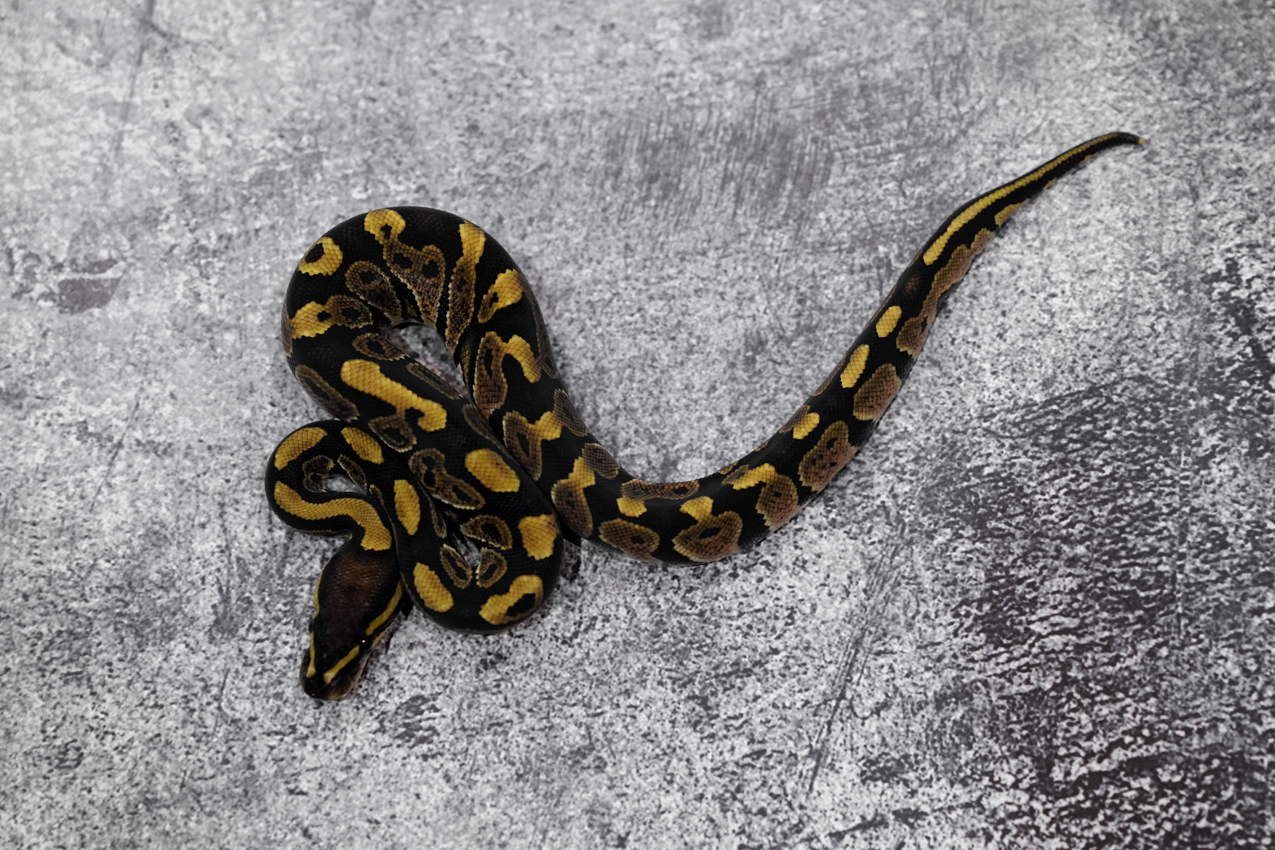 Normal 100% Het Hypo – REALITY BALL PYTHON