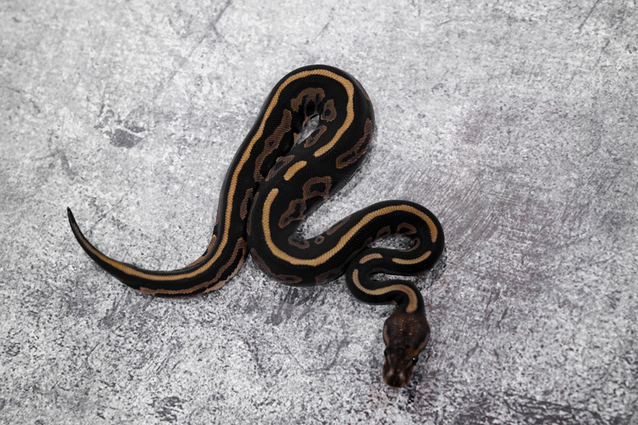 Copper Leopard 100% Het Desert Ghost 66% Het Pied – REALITY BALL PYTHON