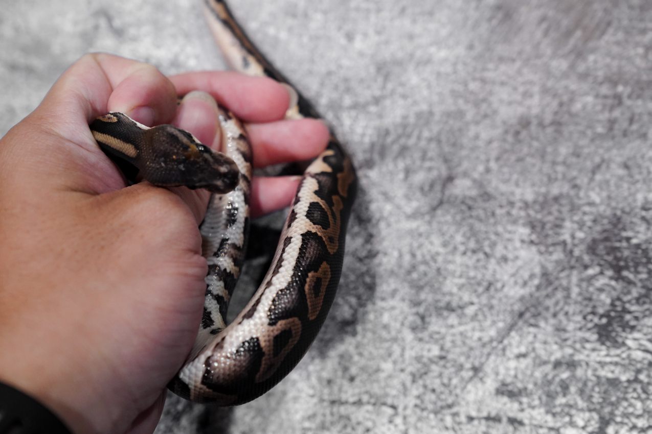 Copper Leopard 100% Het Desert Ghost 66% Het Pied – REALITY BALL PYTHON