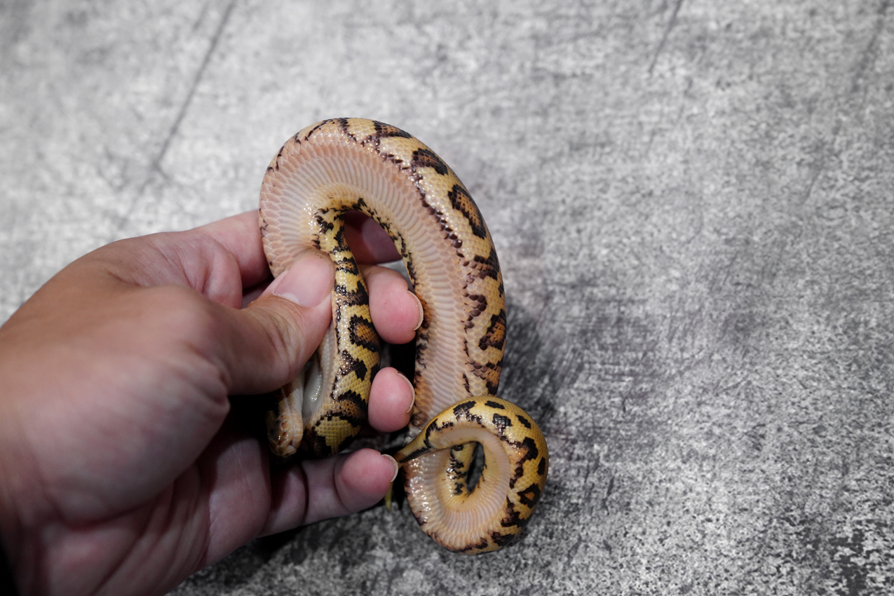 Spotnose Clown Poss YB – REALITY BALL PYTHON