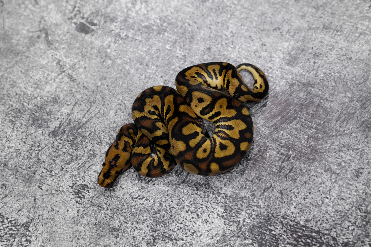 Spotnose Clown Poss YB – REALITY BALL PYTHON