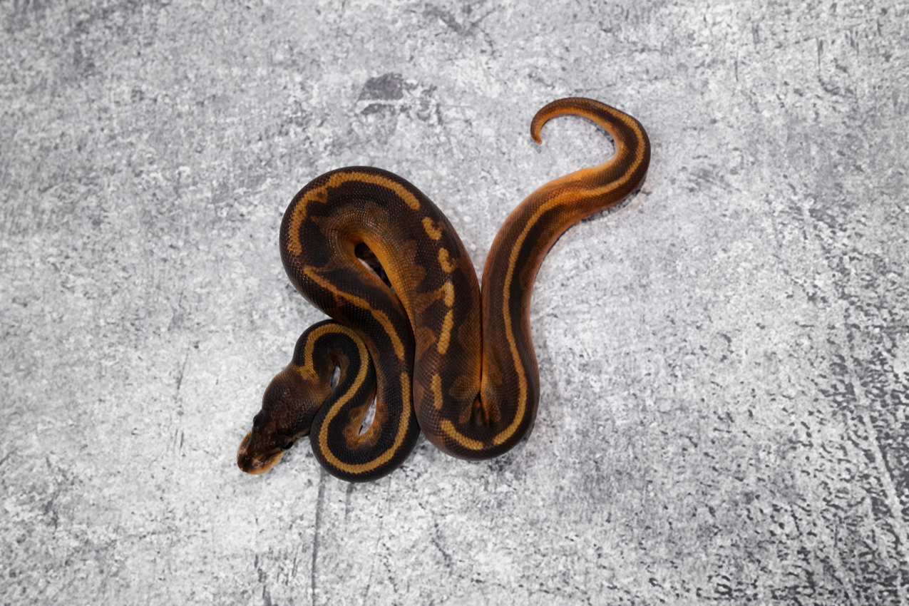 Wookie Cinnamon Enchi Sunset 66% Het Desert Ghost – REALITY BALL PYTHON