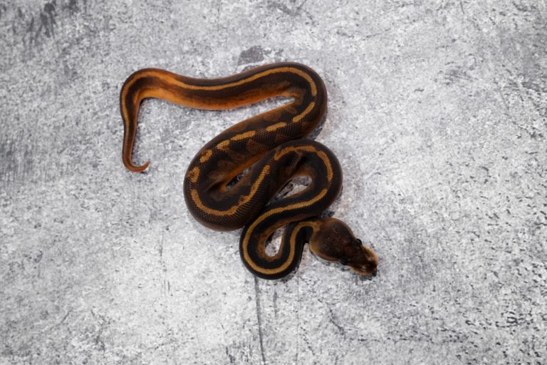 Wookie Cinnamon Enchi Sunset 100% Het Desert Ghost – REALITY BALL PYTHON