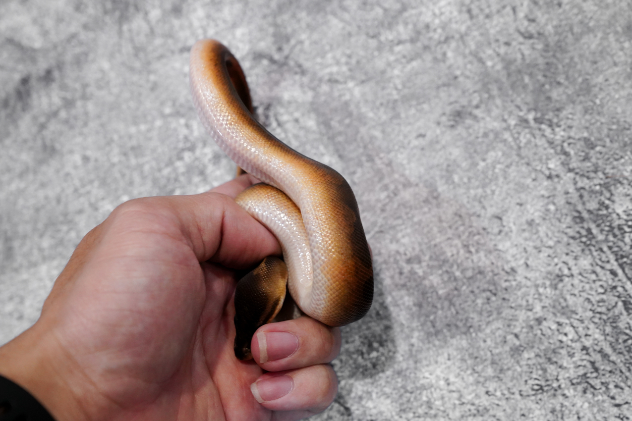 Wookie Cinnamon Enchi Sunset 66% Het Desert Ghost – REALITY BALL PYTHON