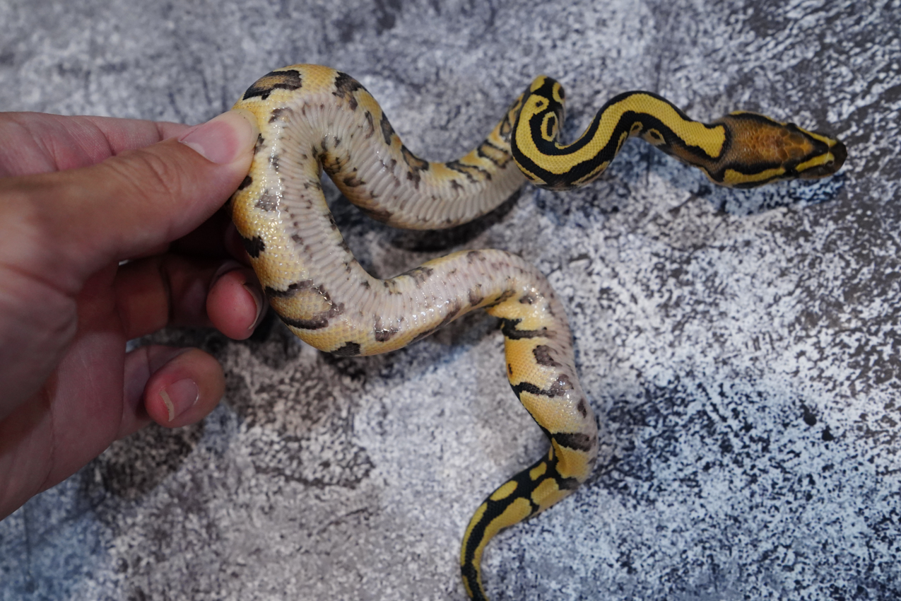 Hurricane Enchi Desert Ghost 66% DH Hypo Clown / Cryptic Poss Chocolate ...