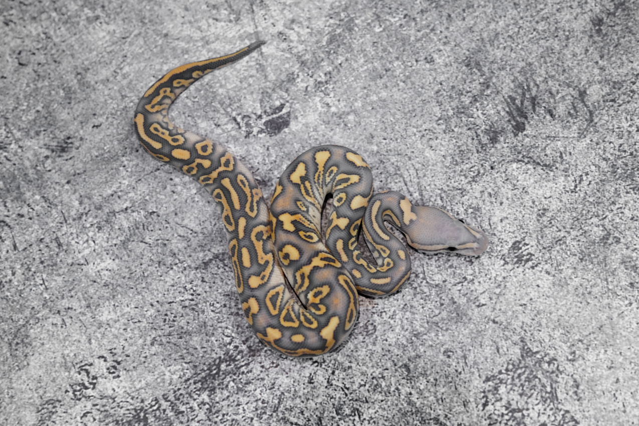 Hurricane Chocolate Cinnamon Desert Ghost Crypton Hypo – REALITY BALL PYTHON