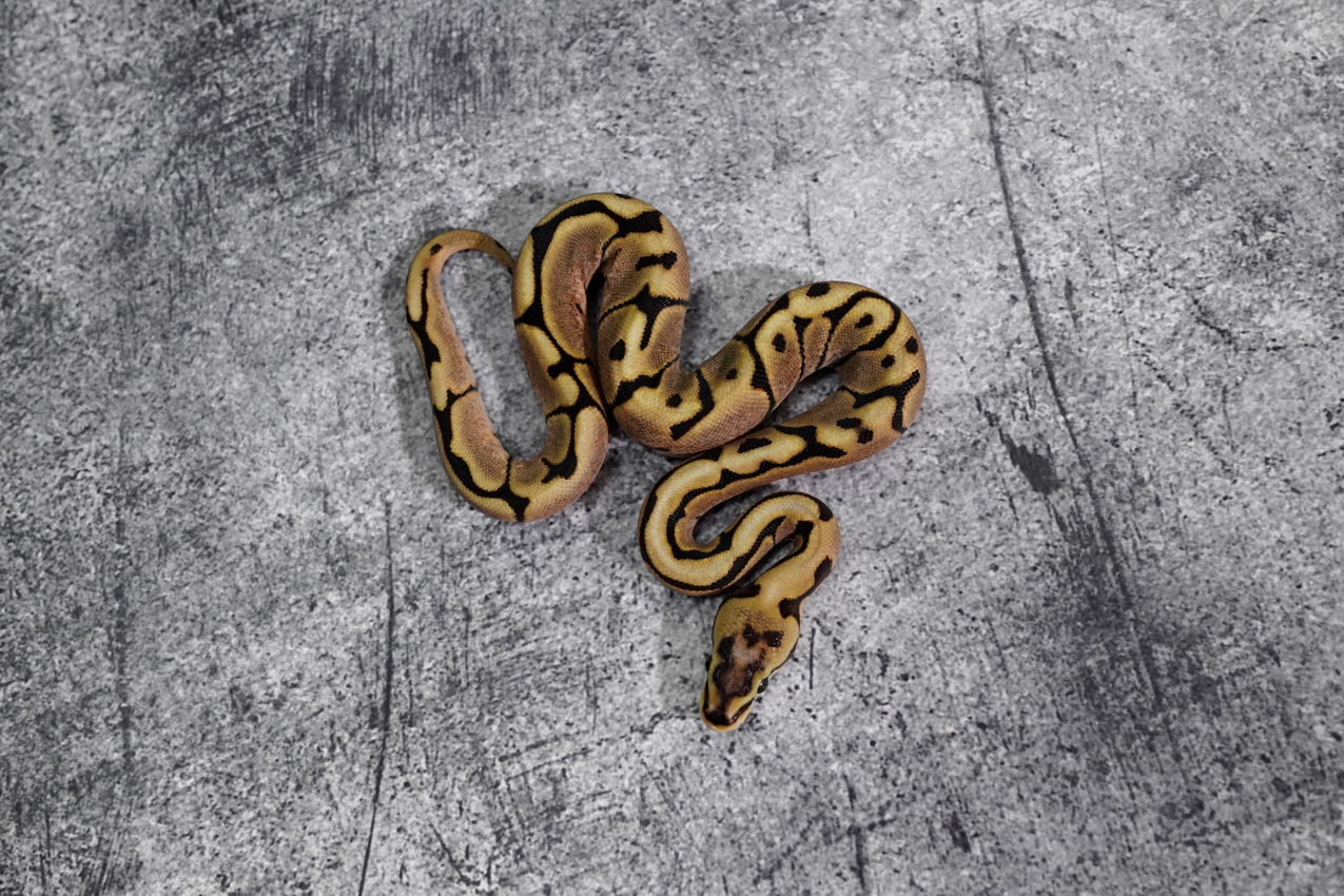 Spider Fire – REALITY BALL PYTHON
