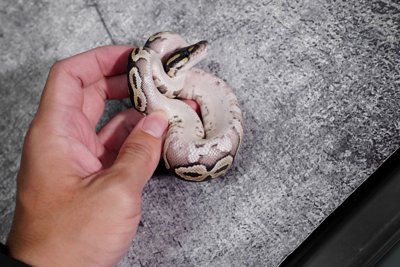 Mojave Fire / YB 100% Het VPI Axanthic – REALITY BALL PYTHON