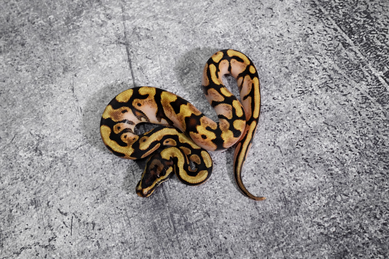 Mocha Spotnose Calico Enchi 100% Het Desert Ghost – REALITY BALL PYTHON