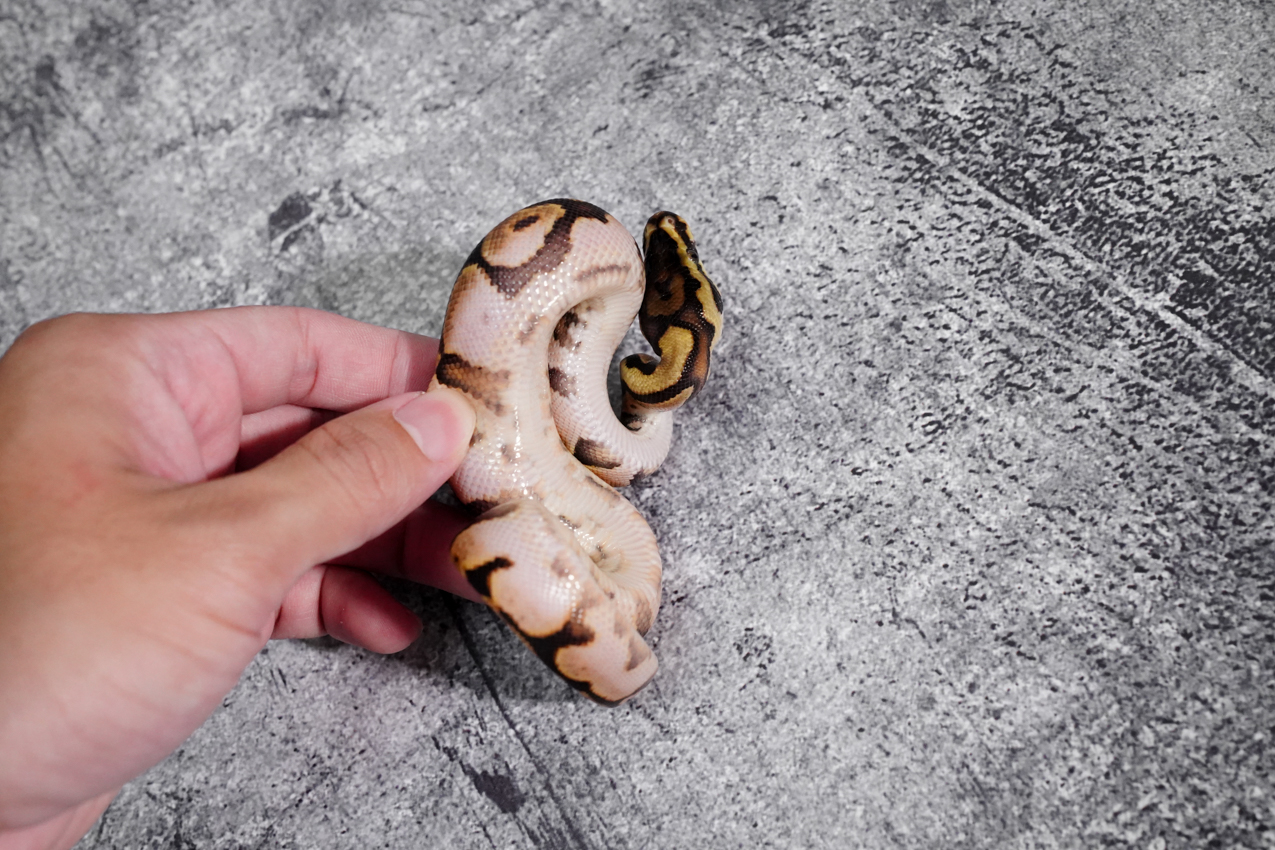 Mocha Spotnose Calico Enchi 100% Het Desert Ghost – REALITY BALL PYTHON