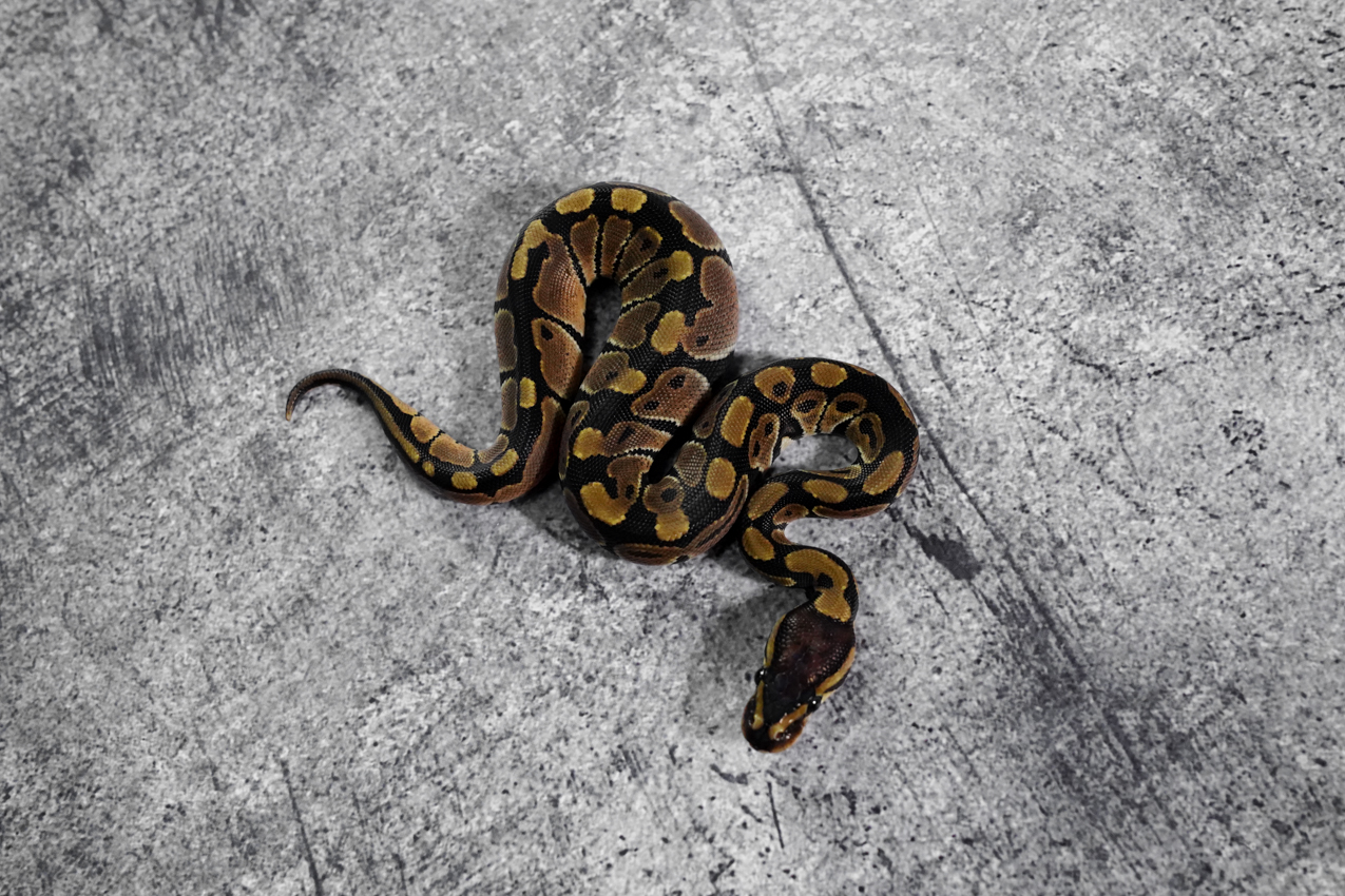 Normal 100% Het Puzzle – REALITY BALL PYTHON