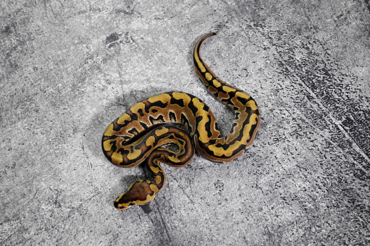 Vanilla Puzzle – REALITY BALL PYTHON