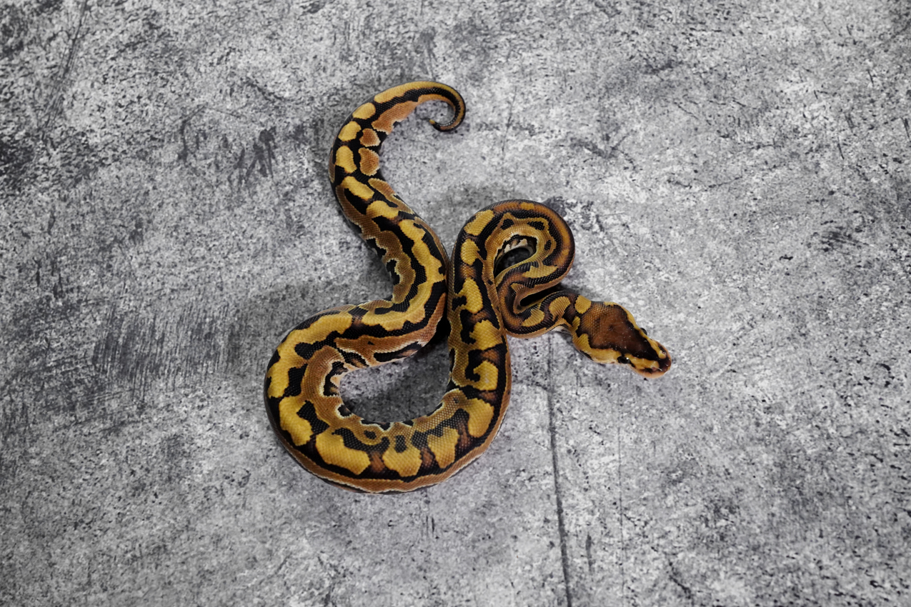 Vanilla Puzzle – REALITY BALL PYTHON