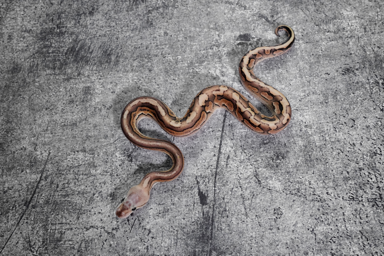 Super Vanilla Cinnamon Pastel Puzzle – REALITY BALL PYTHON