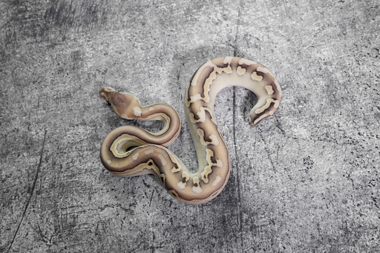 Pastel Cinnamon Vanilla Lesser Puzzle (Kink + Nub Tail) – REALITY BALL ...