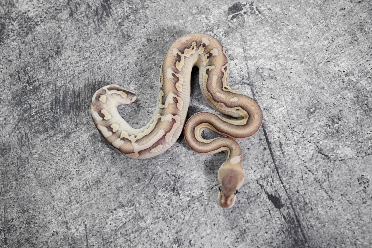 Pastel Cinnamon Vanilla Lesser Puzzle (Kink + Nub Tail) – REALITY BALL PYTHON
