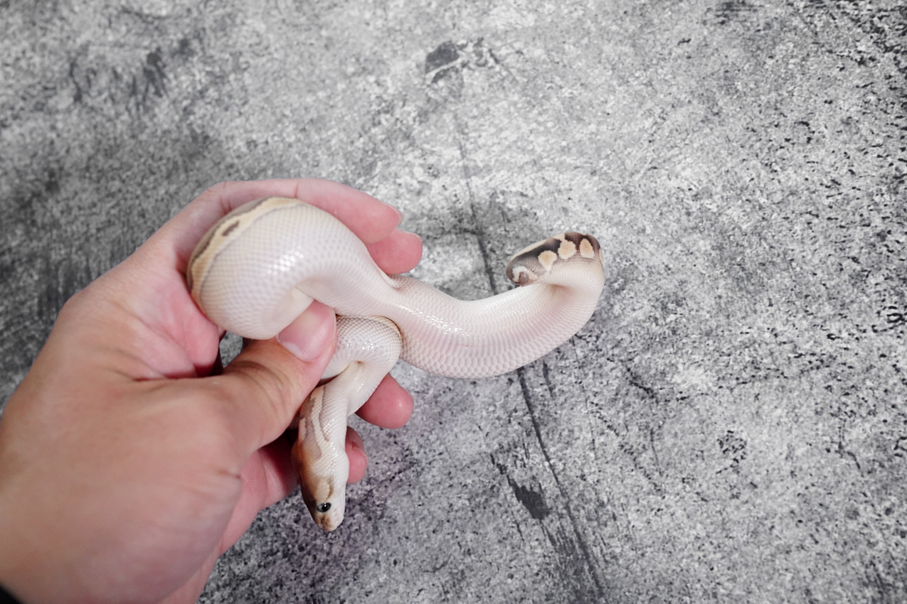 Pastel Cinnamon Vanilla Lesser Puzzle (Kink + Nub Tail) – REALITY BALL PYTHON