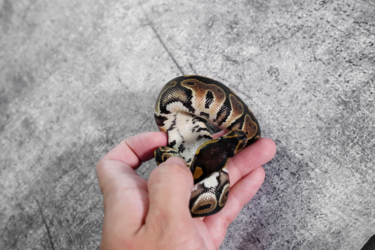 Poss Lace 66% Het Clown – REALITY BALL PYTHON