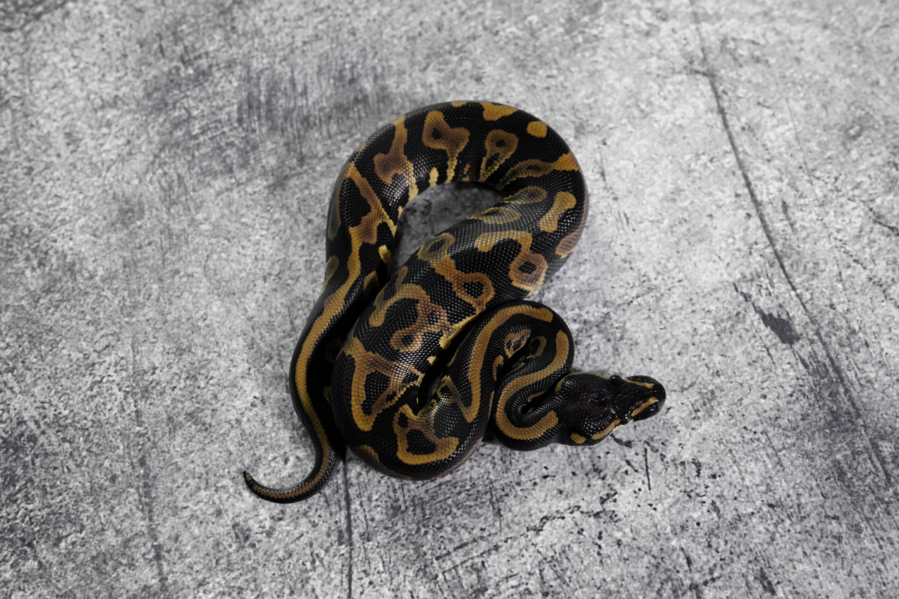 Leopard 100% TPH VPI Axanthic Desert Ghost Pied 50% Het Cryptic – REALITY BALL PYTHON