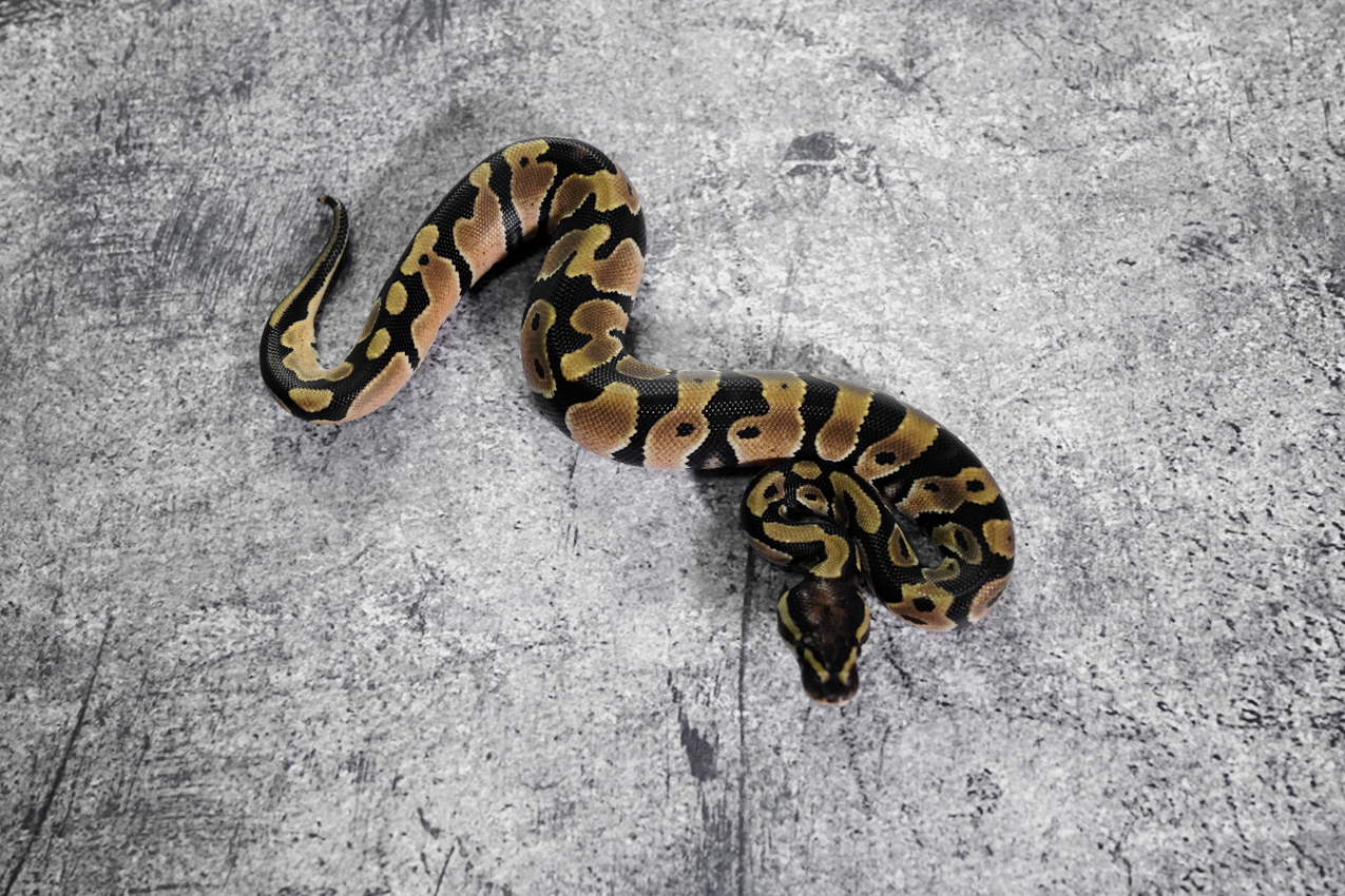 OD 100% TPH VPI Axanthic Desert Ghost Pied 50% Het Cryptic (HI ...