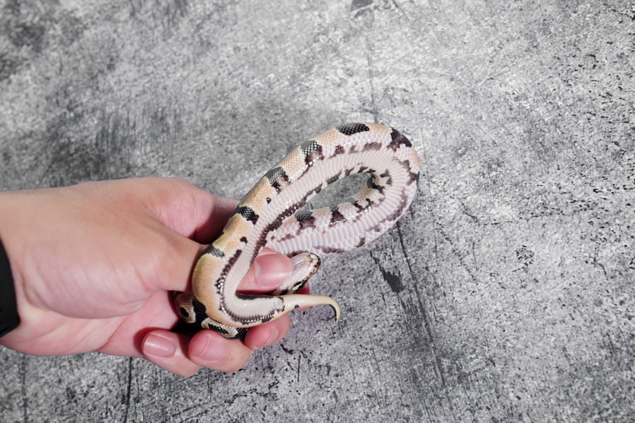OD 100% TPH VPI Axanthic Desert Ghost Pied 50% Het Cryptic (HI) – REALITY BALL PYTHON