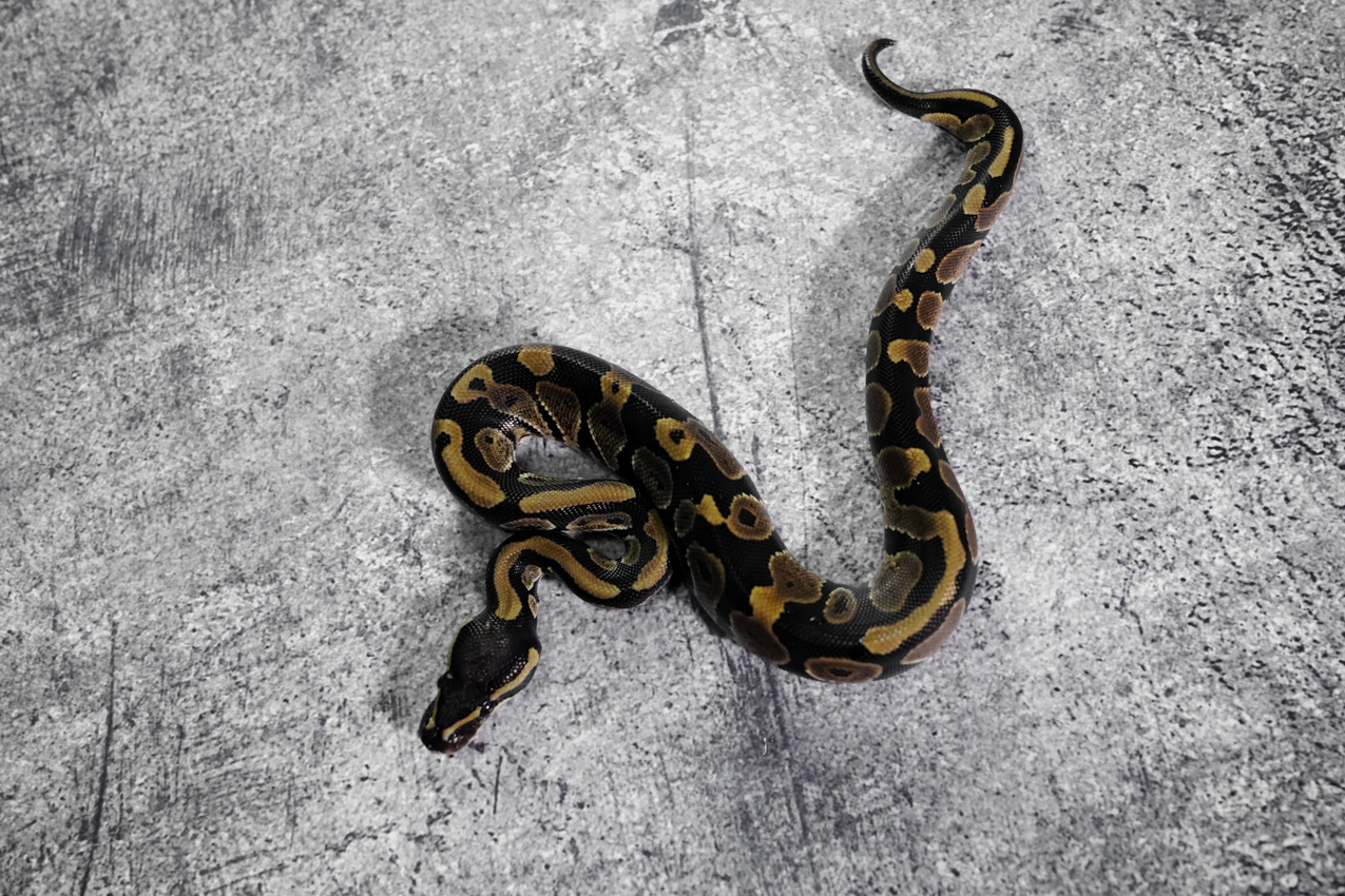 Normal 100% TPH VPI Axanthic Desert Ghost Pied 50% Het Cryptic ...