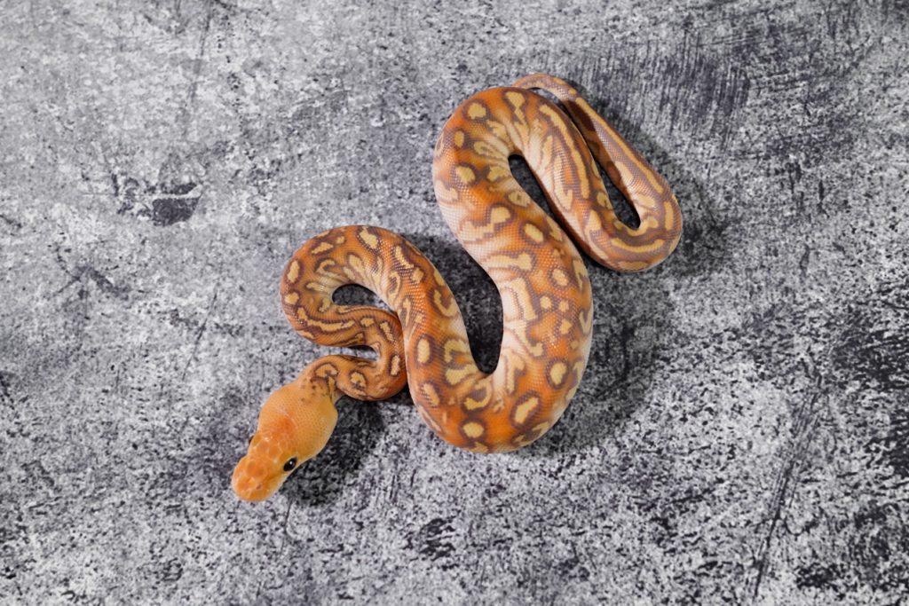 Hurricane Cypress Carnage Banana Spotnose YB Clown – REALITY BALL PYTHON