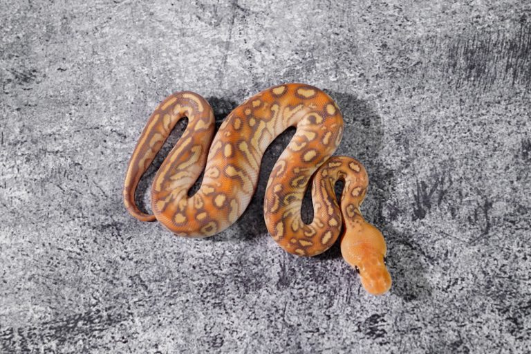 Hurricane Cypress Carnage Banana Spotnose YB Clown – REALITY BALL PYTHON
