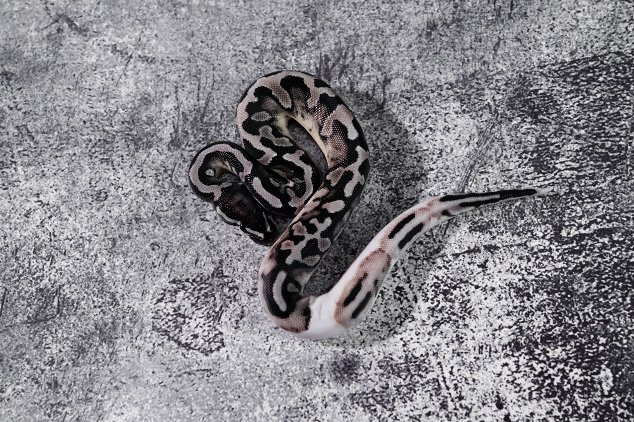 VPI Axanthic Pied – REALITY BALL PYTHON