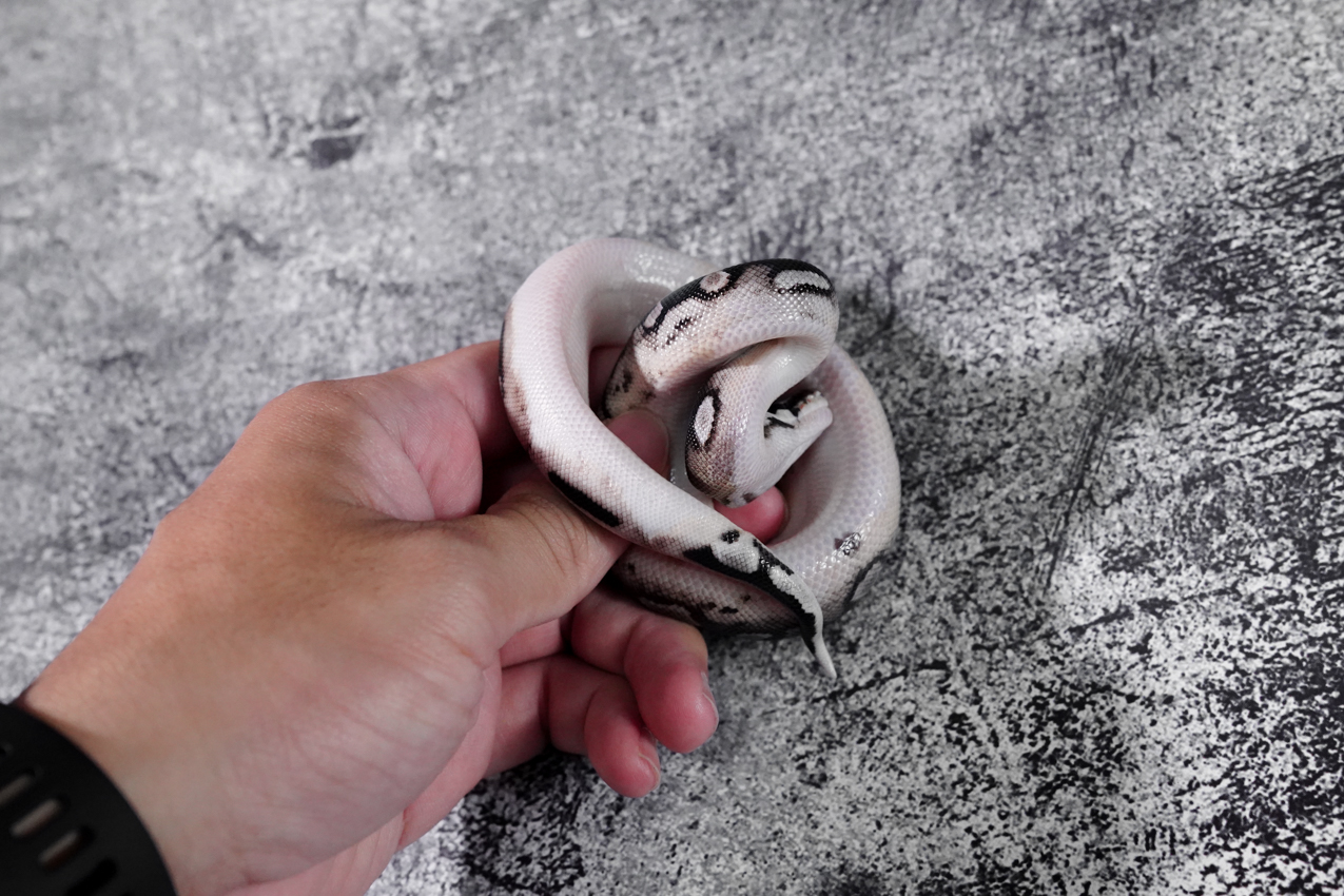 VPI Axanthic Pied – REALITY BALL PYTHON