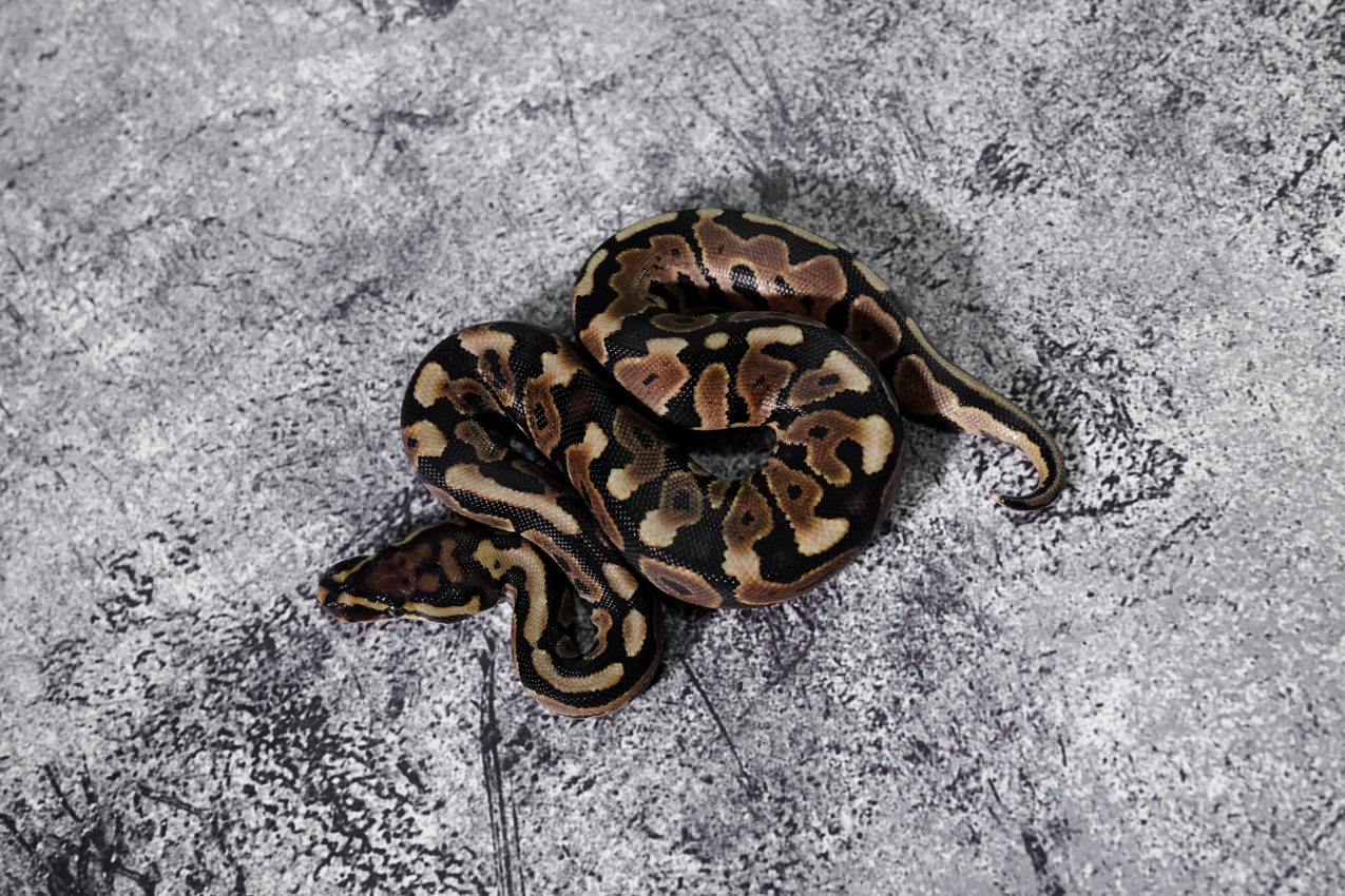 Spotnose Het Red Axanthic 100% DH VPI Axanthic Desert Ghost 50% Het ...