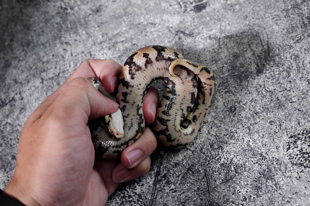Spotnose Het Red Axanthic 100% DH VPI Axanthic Desert Ghost 50% Het ...