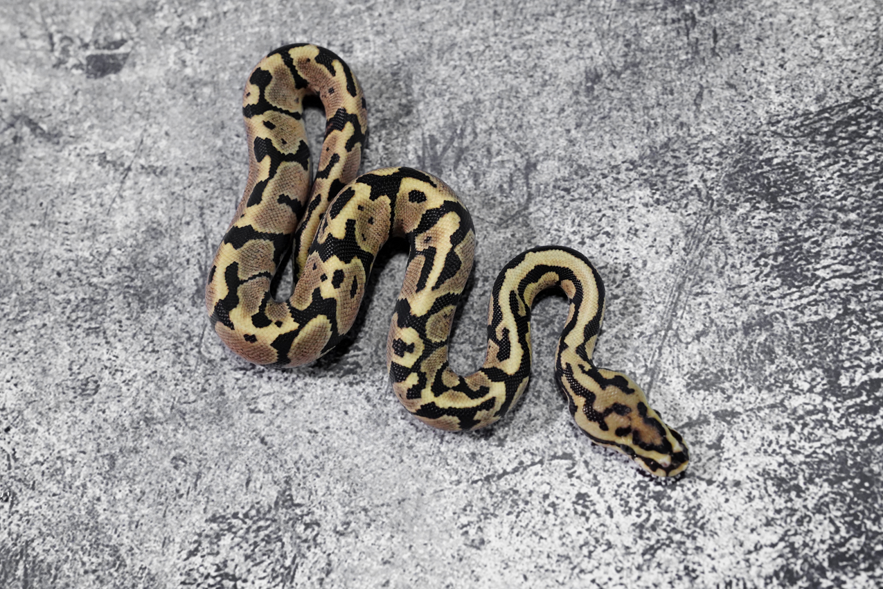 Spotnose Fire Jungle Woma 100% Het Clown – REALITY BALL PYTHON