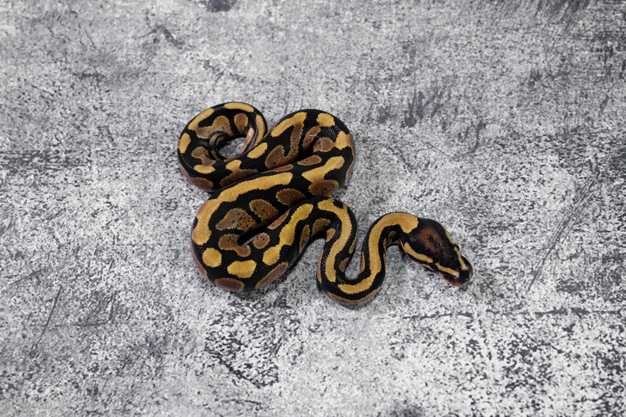 Cypress / Fire 100% DH Desert Ghost Cryptic / Clown – REALITY BALL PYTHON