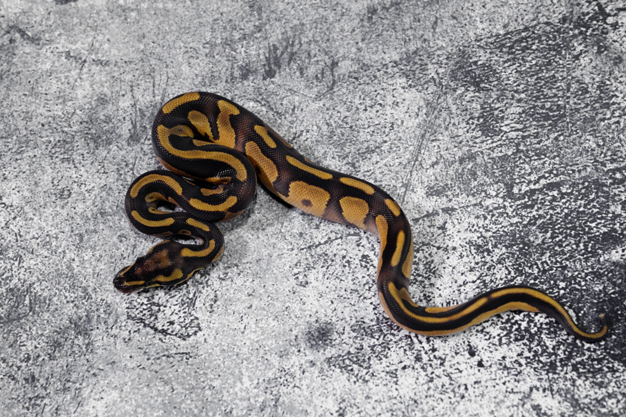 Black Head Red Gene Enchi 66% DH Paint Clown 50% Het Hypo – REALITY ...