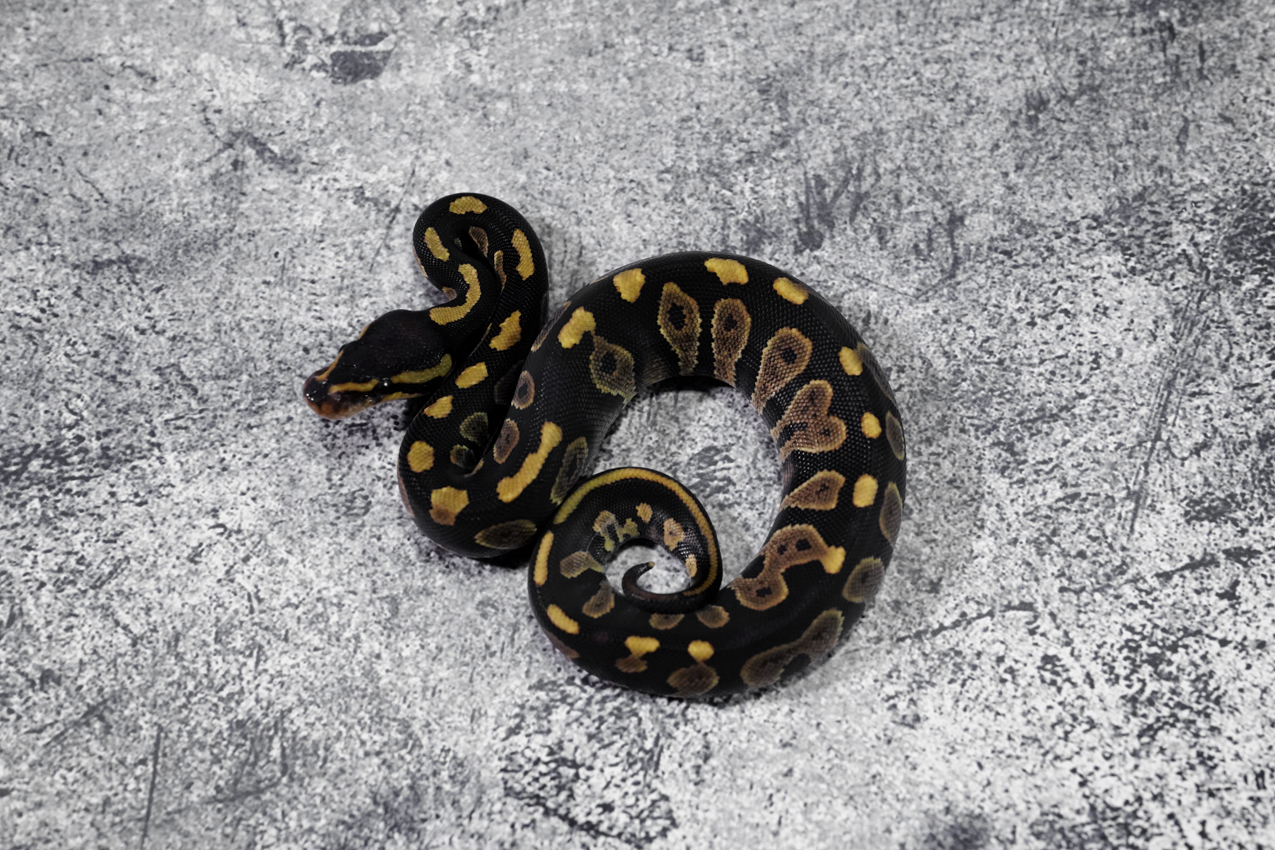 Chocolate 50% Het Hypo Poss YB – REALITY BALL PYTHON