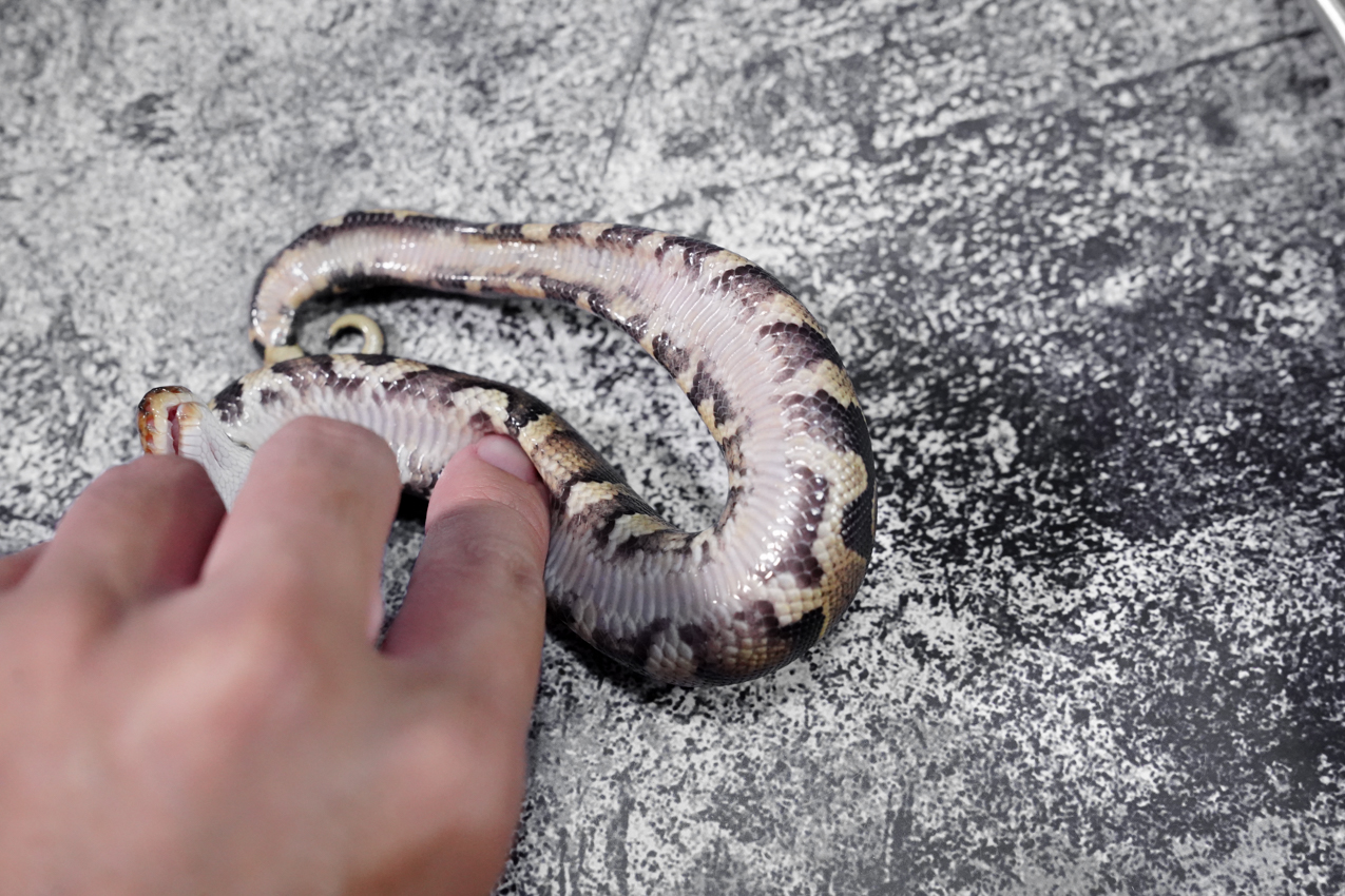 Chocolate 50% Het Hypo Poss YB – REALITY BALL PYTHON