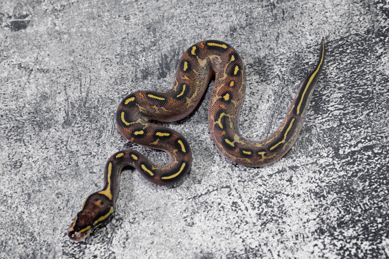 Freeway – REALITY BALL PYTHON