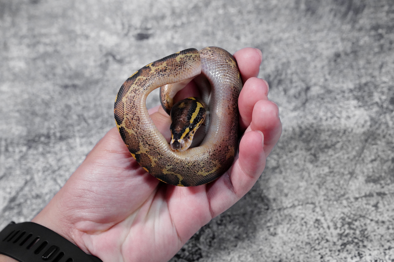 Freeway – REALITY BALL PYTHON