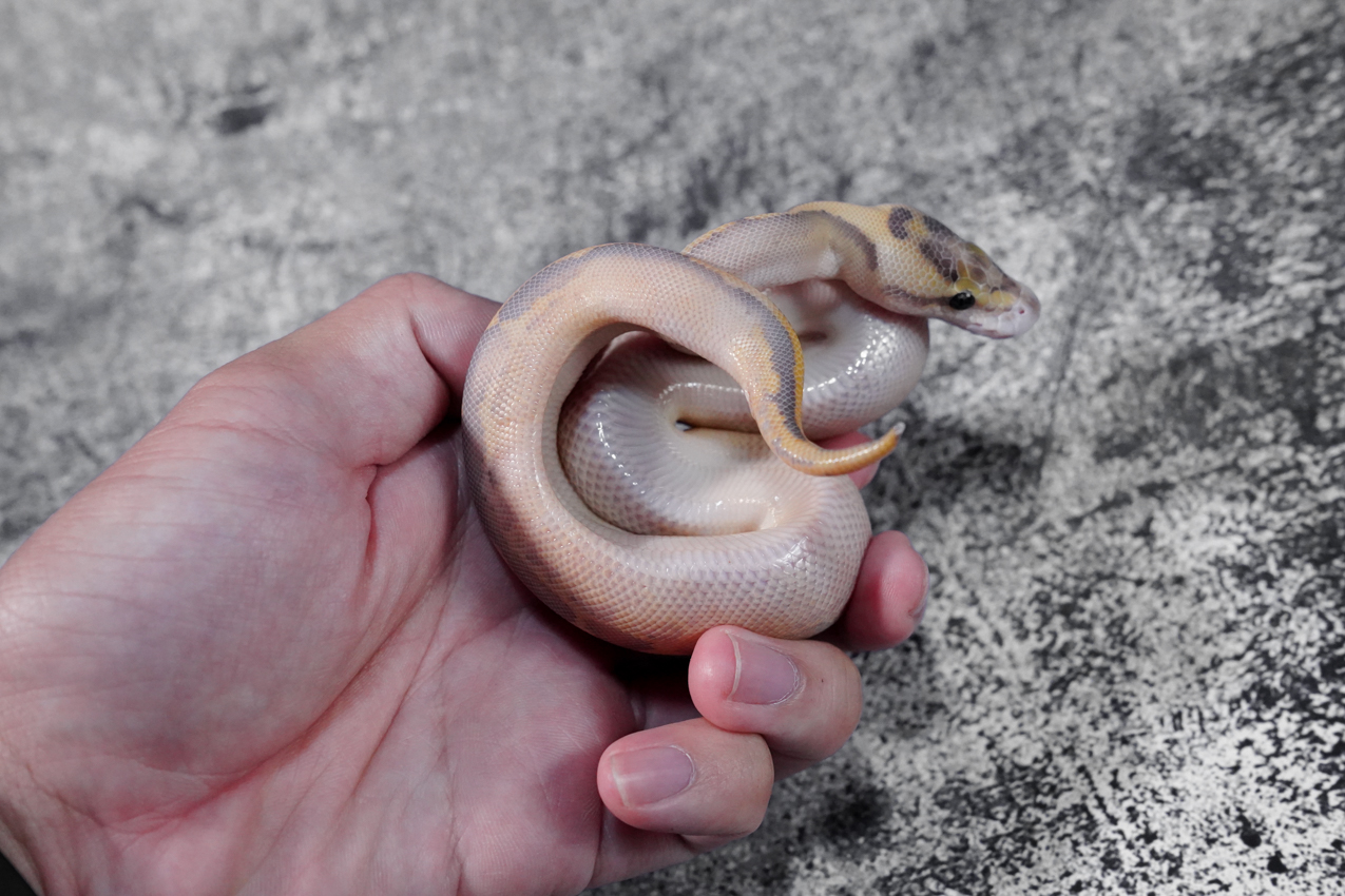 Leopard Enchi Ivory Poss Fire – REALITY BALL PYTHON