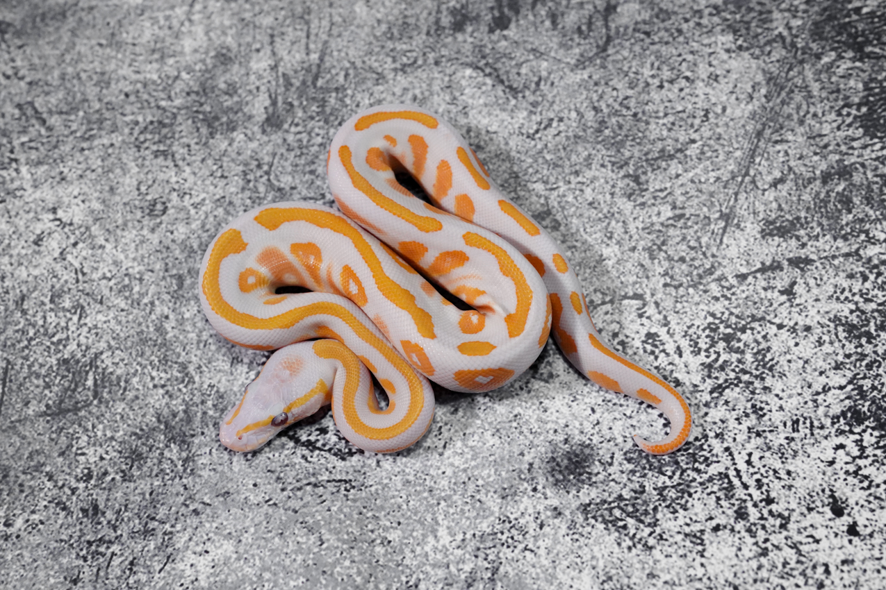 Super Black Head Red Gene Lavender 100% Het Pied – REALITY BALL PYTHON