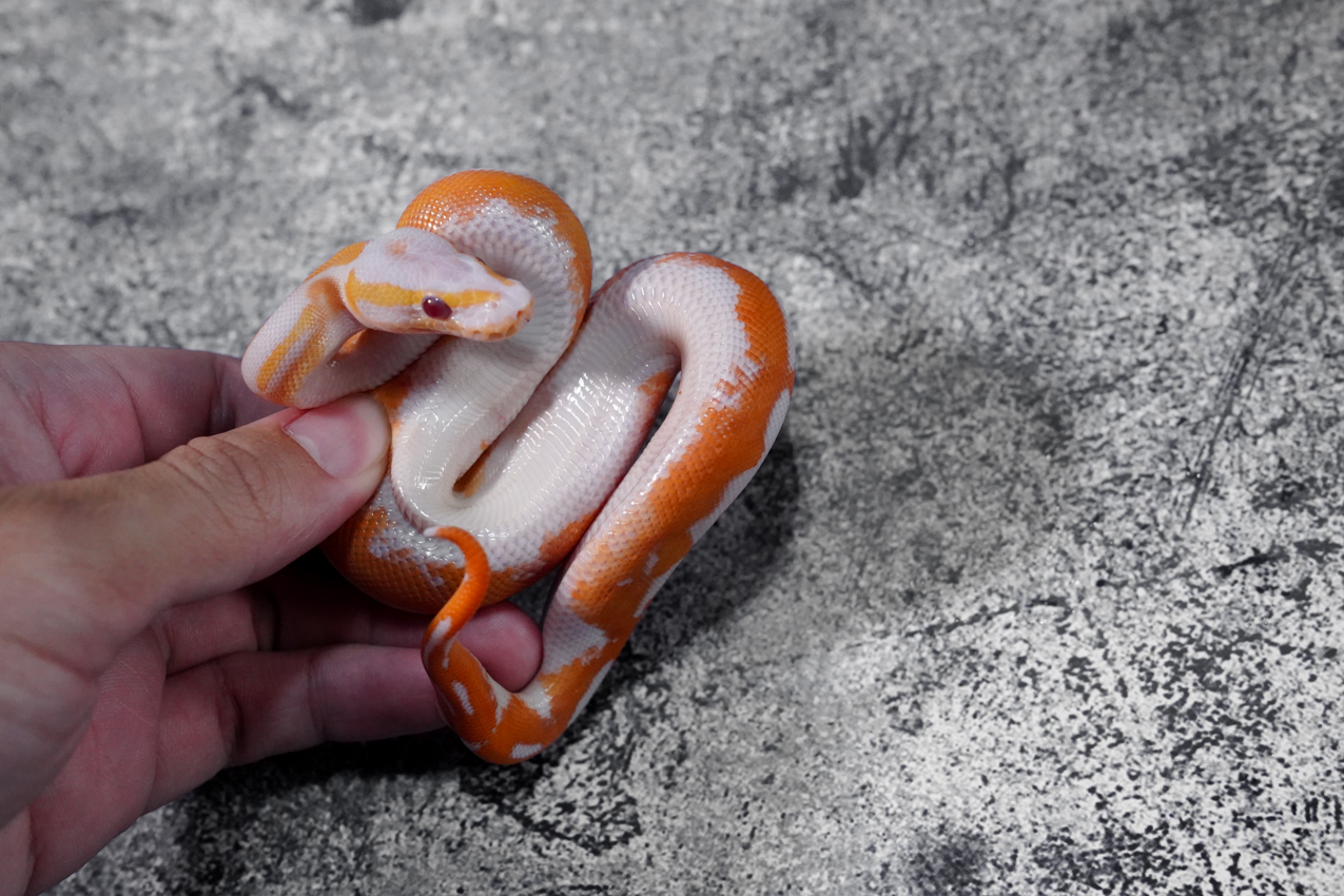 Black Head Red Gene YB Dreamsicle – REALITY BALL PYTHON