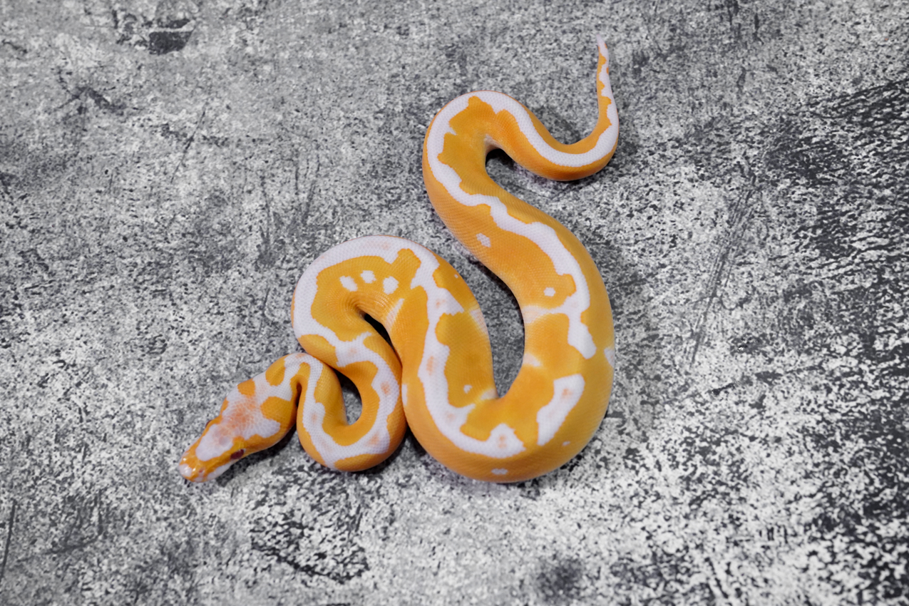 Lavender Clown – REALITY BALL PYTHON