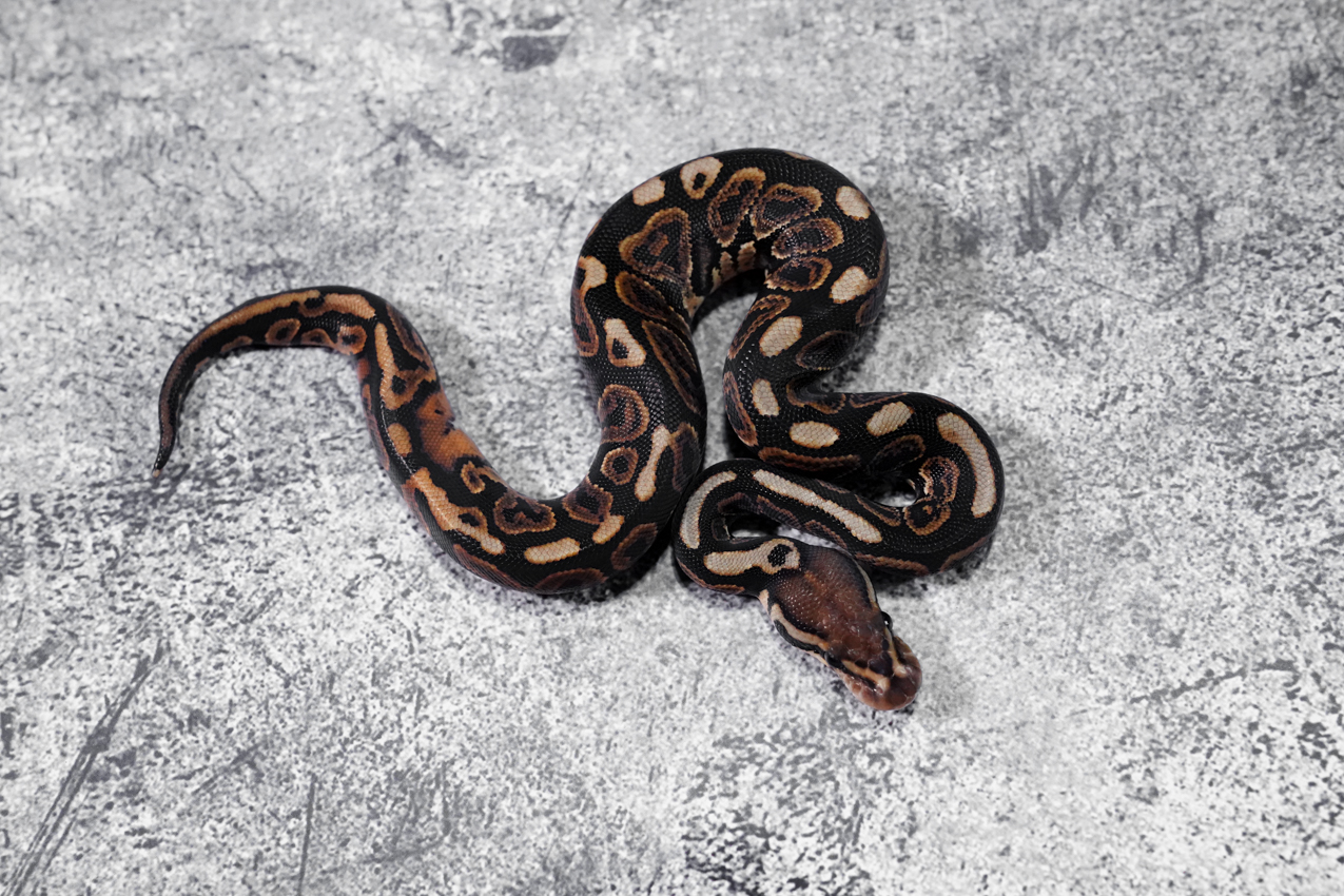 Black Pastel Spotnose 100% DH Candy Clown – REALITY BALL PYTHON