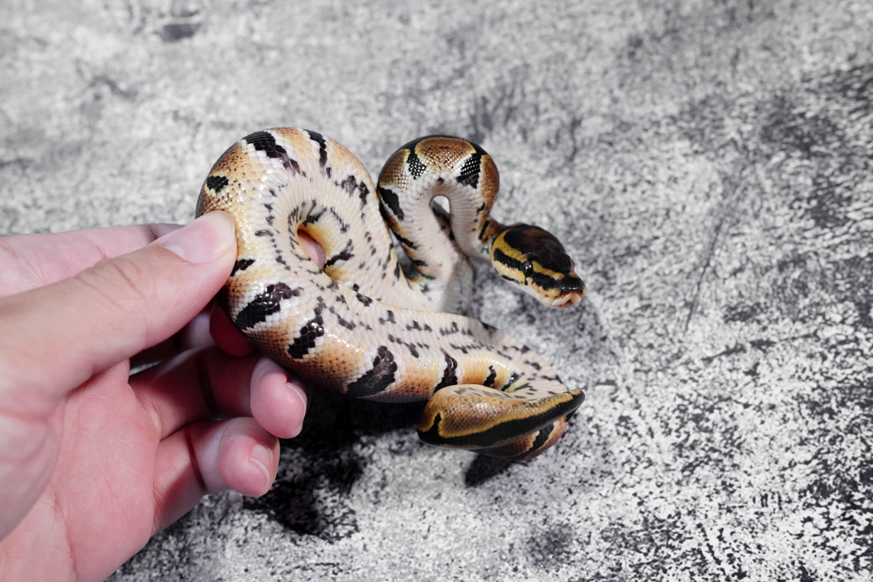 Normal 100% Het Clown – REALITY BALL PYTHON