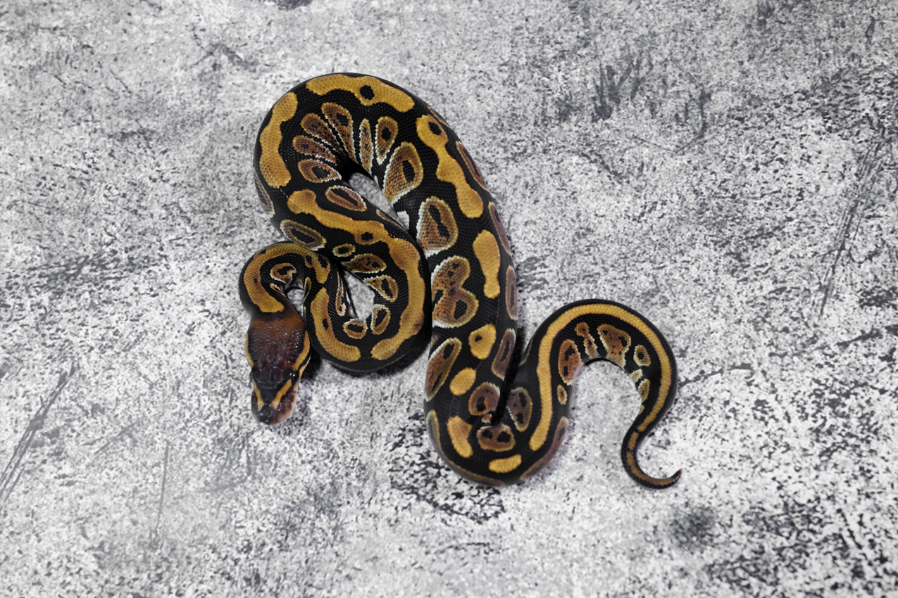 Cypress 100% Het Clown – REALITY BALL PYTHON