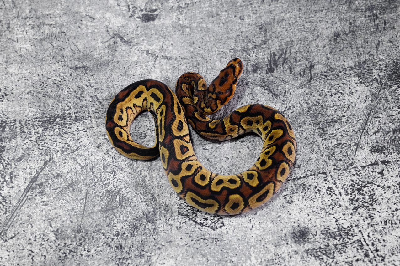 Spotnose OD YB Clown (HI) – REALITY BALL PYTHON